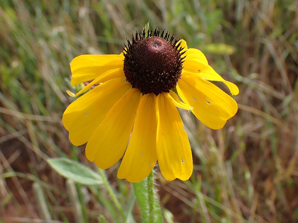5 Best Native Plants for Houston Commercial Landscapes