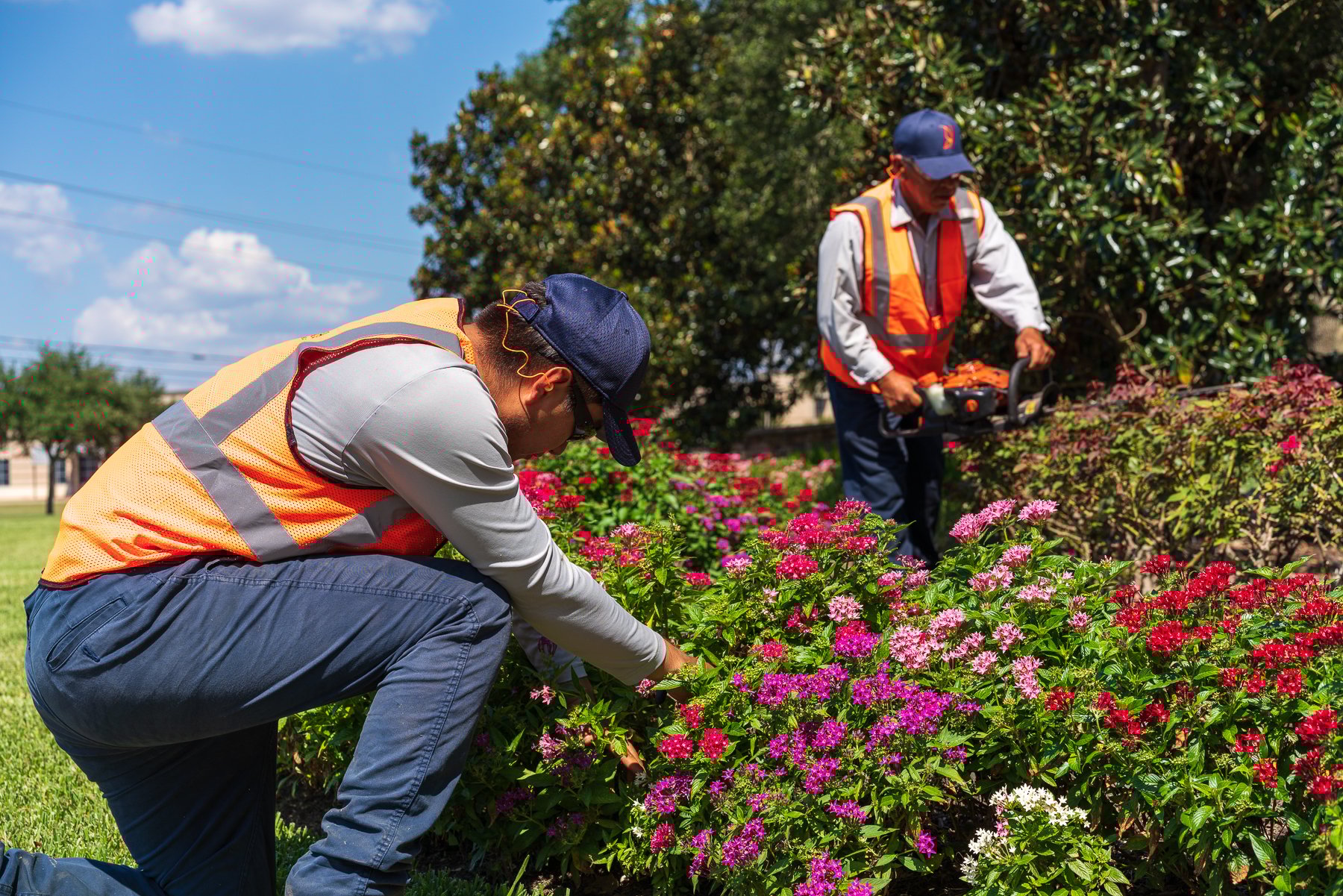 Seasonal Color Planting in Houston: Strategies for Commercial Landscapes