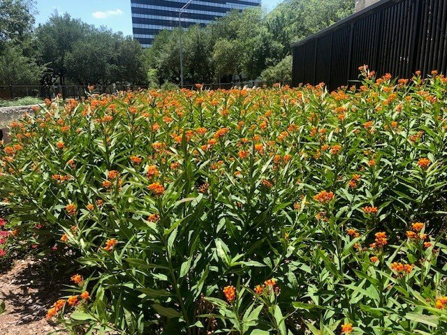 5 Best Native Plants for Houston Commercial Landscapes