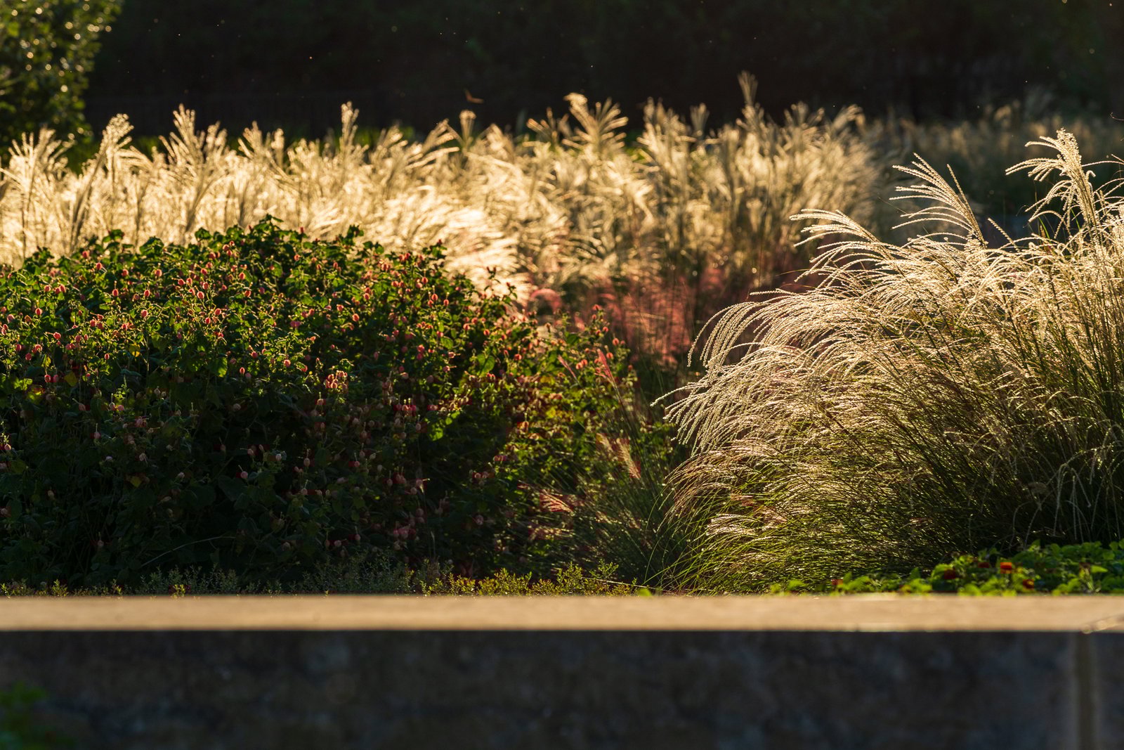 5 Best Native Plants for Houston Commercial Landscapes