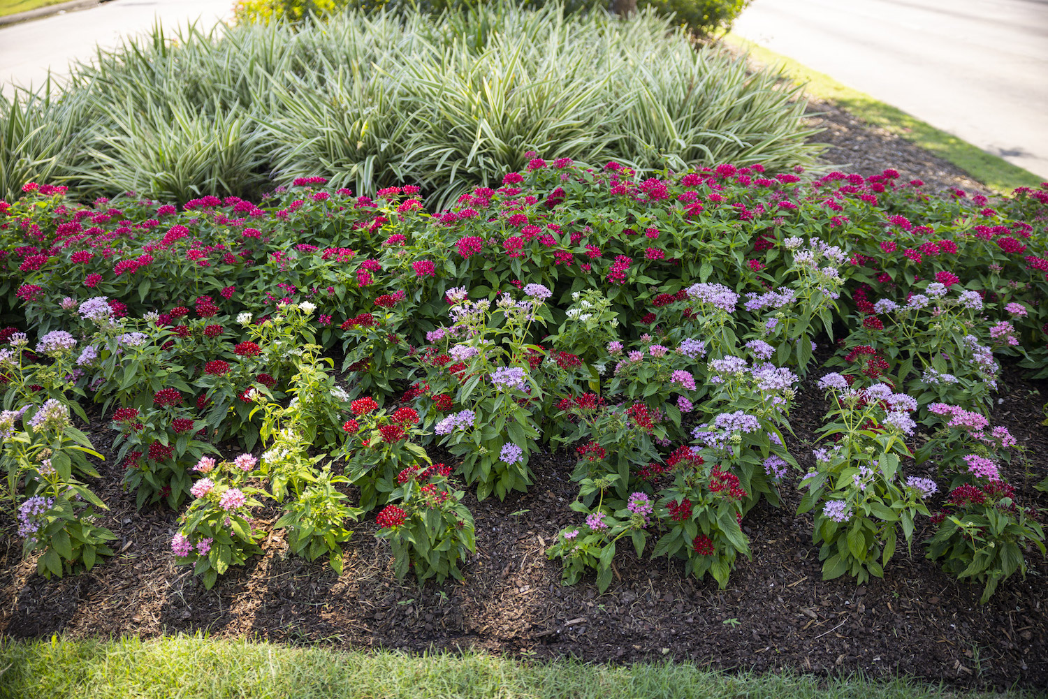 Seasonal Color Planting in Houston: Strategies for Commercial Landscapes